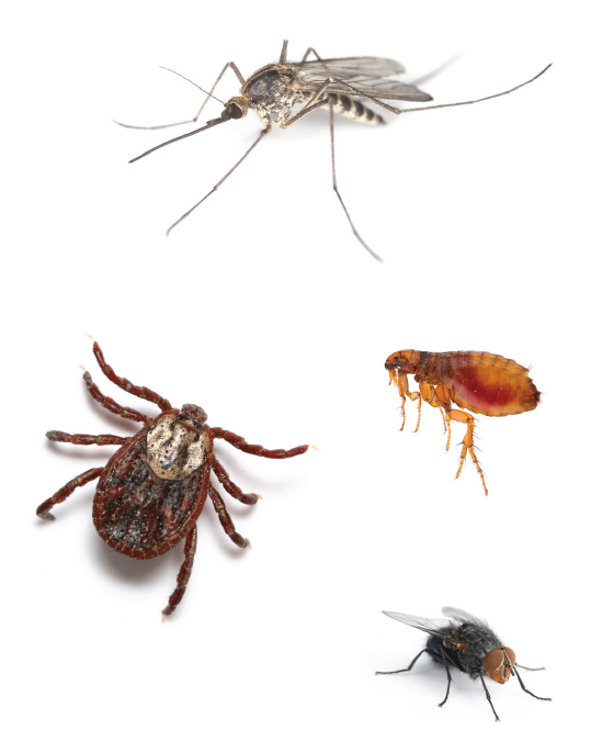 Insects and Vector Borne Diseases - What to know | R&R Lotion®
