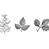 Across the Map: Uncovering the Geographical Distribution of Poison Ivy ...