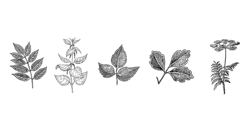 Poison Plants Vector | R&R Lotion®