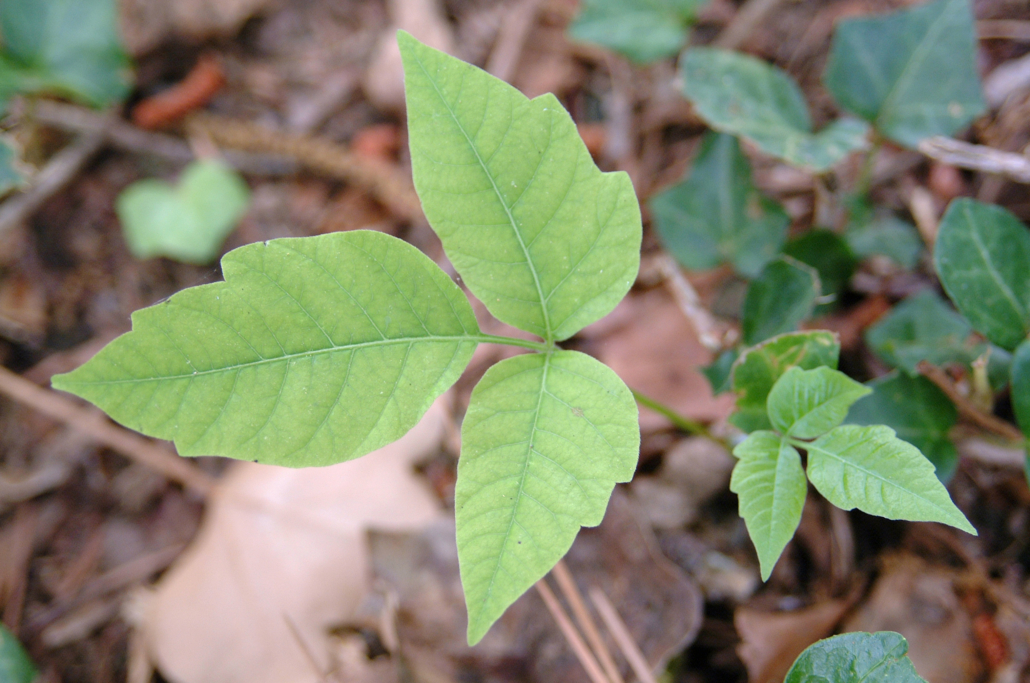 How to Identify and Avoid Poison Ivy, Poison Oak, and Poison Sumac | R ...